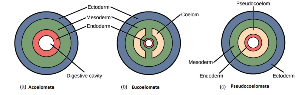 Excrementos De Veado Vs Excrementos De Coelho
