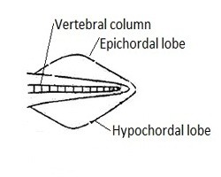 Fish Fins: Types, Modification and Functions | Biology EduCare