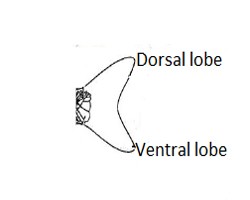 Fish Fins: Types, Modification and Functions | Biology EduCare