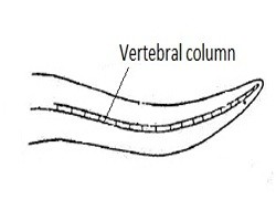 Fish Fins: Types, Modification and Functions | Biology EduCare
