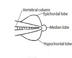 Fish Fins: Types, Modification and Functions | Biology EduCare