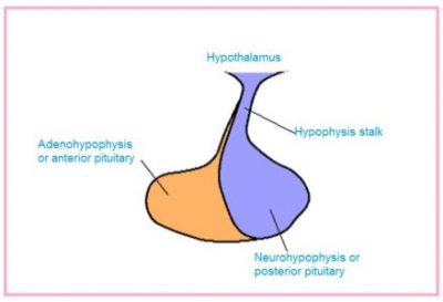 Hypophysis: Different Parts, Hormones and Their Functions - Biology Educare