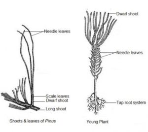 Pinus: Salient Features, Morphology and Reproduction | Biology EduCare