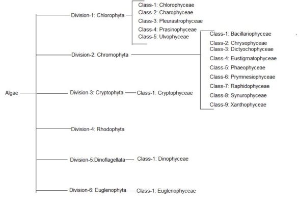 Classification Of Algae Explained In A Simple Way