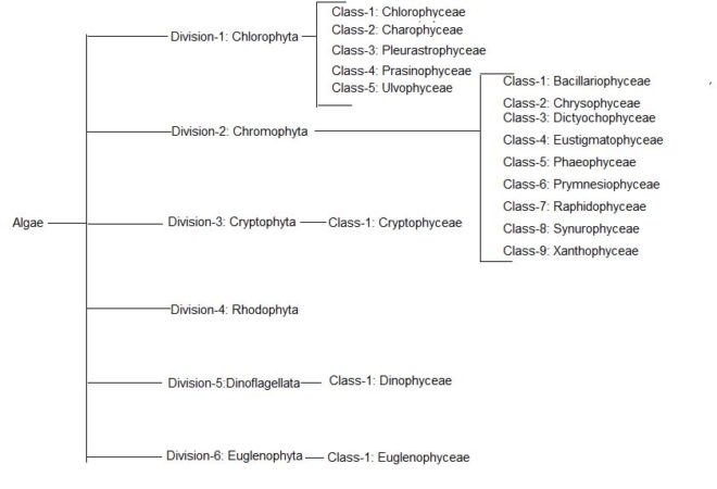 Algae General Characters And Classification