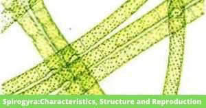 Spirogyra: Characteristics, Structure and Reproduction - Biology Educare