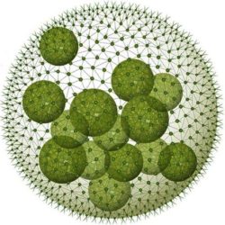 Reproductive Structure Of Volvox With Diagram Algae