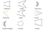 Fish Fins: Types, Modification and Functions | Biology EduCare
