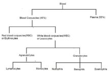 Blood: Definition, Components and Functions | Biology EduCare