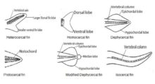 Fish Fins: Types, Modification and Functions | Biology EduCare