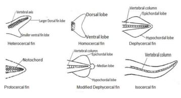 Fish Fins: Types, Modification and Functions | Biology EduCare
