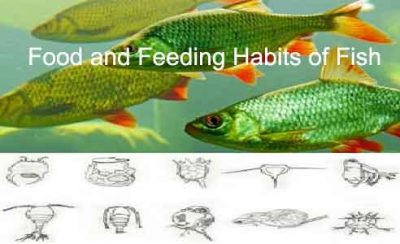Food and Feeding Habits of Fish - Biology Educare