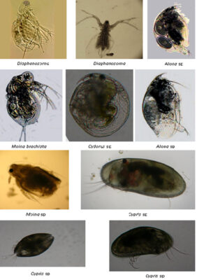 Plankton: Definition, Classification and Facts | Biology EduCare