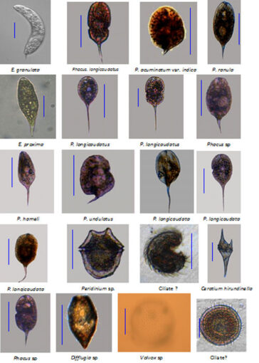 Zooplankton Taxonomy