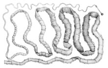 Cestodes: Classification and General Characteristics | Biology EduCare