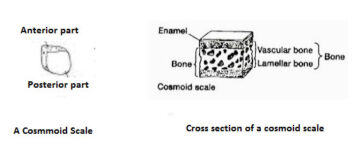 Fish Scales: Types, Development and Functions | Biology Edu Care