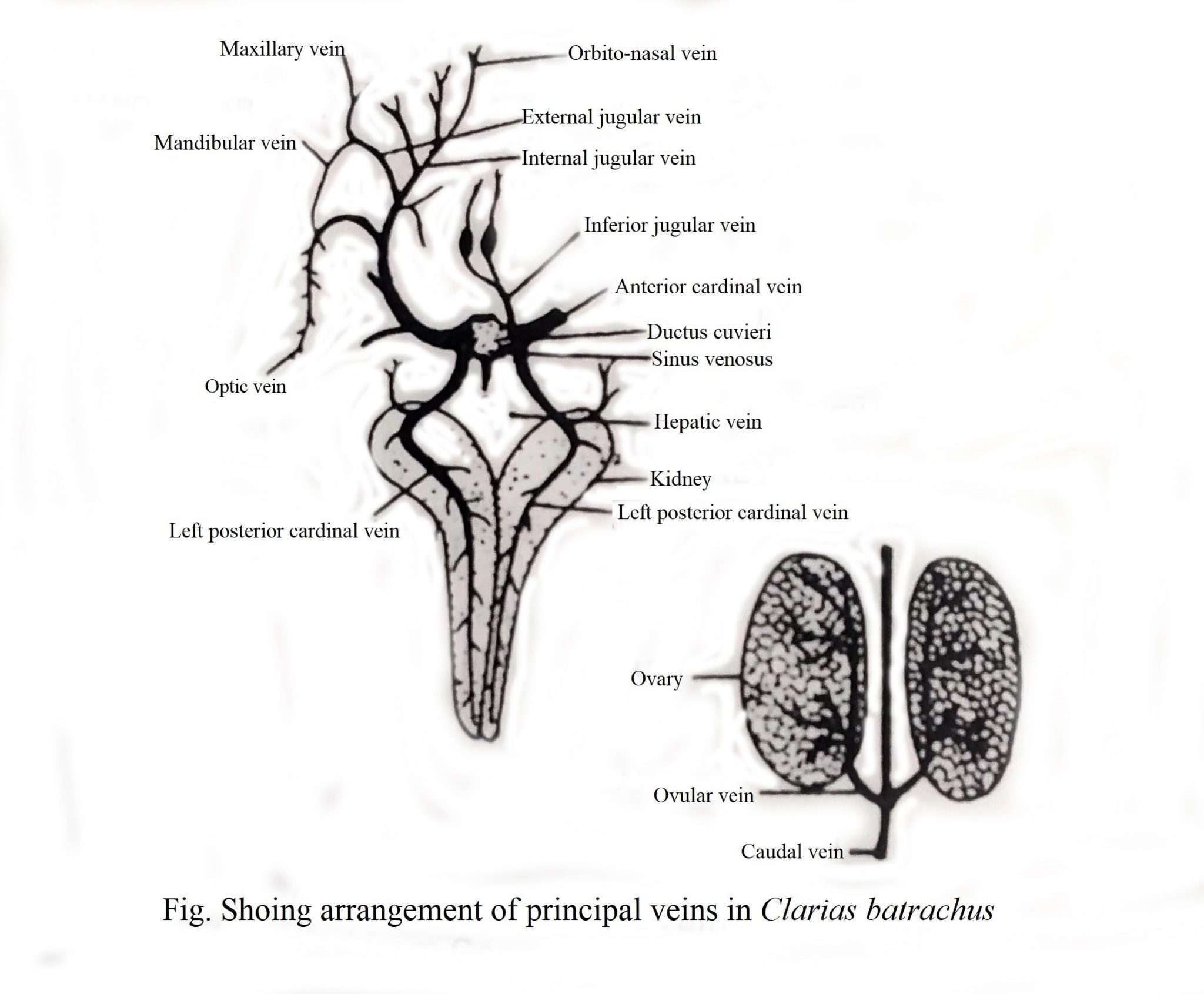 Blood Circulatory System of Fishes | Biology EduCare