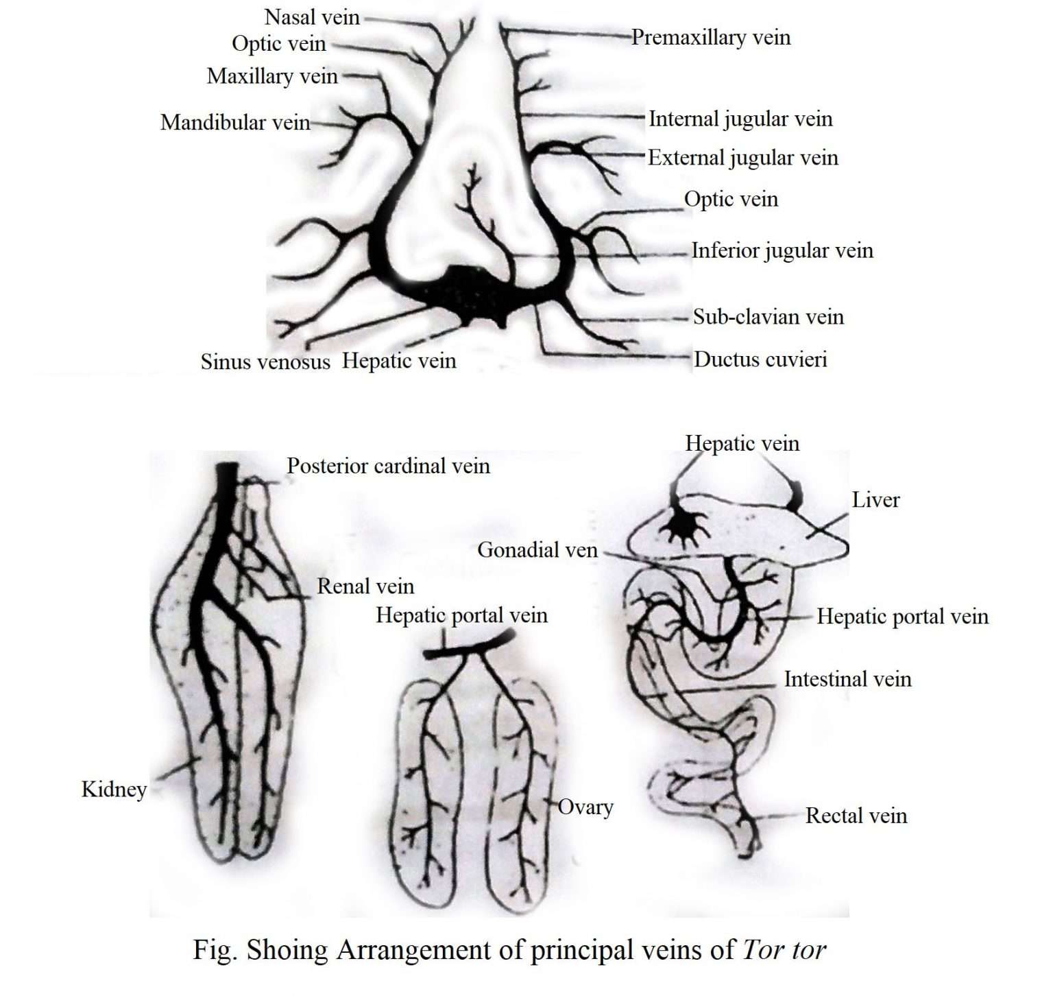 Blood Circulatory System of Fishes | Biology EduCare