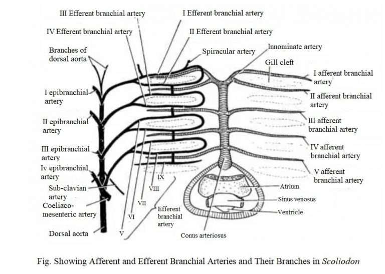 Arterial System Of Scoliodon Biology Educare