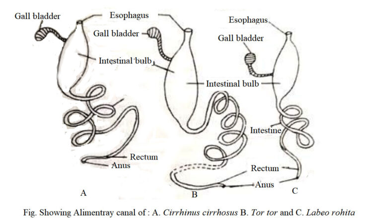 Digestive System of Fishes | Biology EduCare