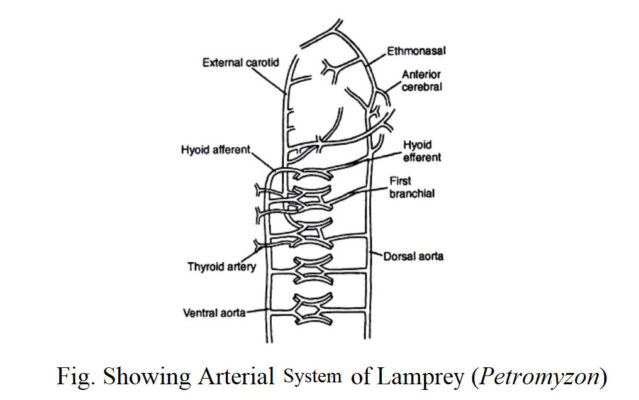 Blood Circulatory System of Fishes | Biology EduCare