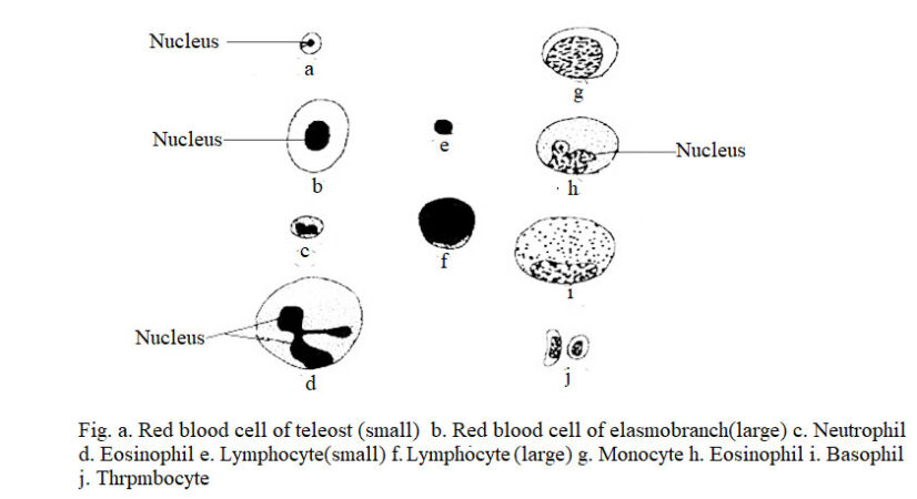 Fish Blood: Composition, Origin and Functions | Biology EduCare