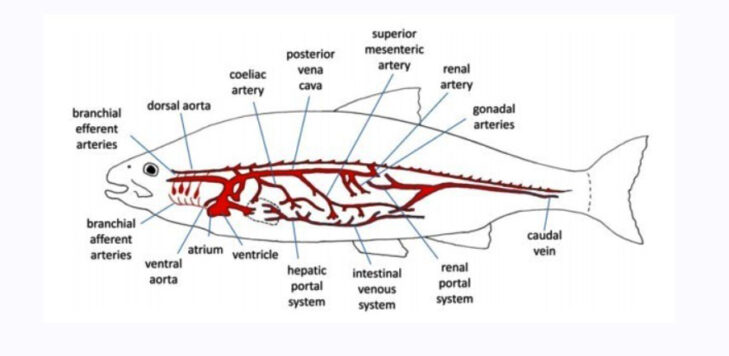 Blood Circulatory System of Fishes | Biology EduCare