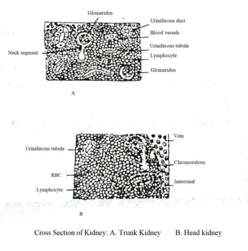 Fish Kidney Structure