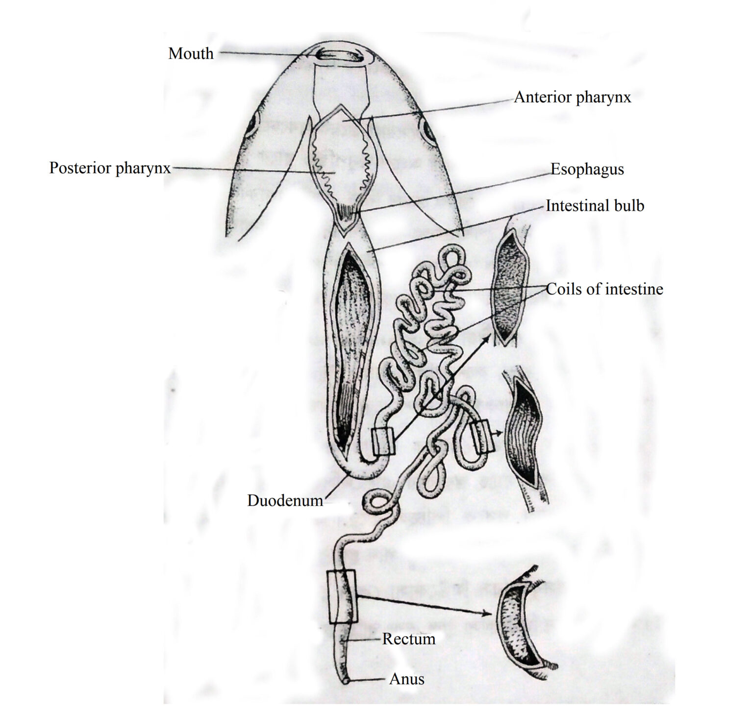 Diagram Of The Digestive System Of A Tilapia Fish Labelling