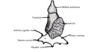 Heart of Fish: Structure and Functions | Biology EduCare