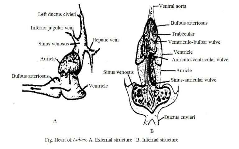 Blood Circulatory System of Fishes | Biology EduCare
