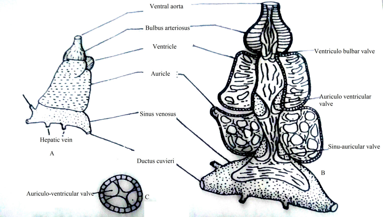 Heart of Fish: Structure and Functions | Biology EduCare