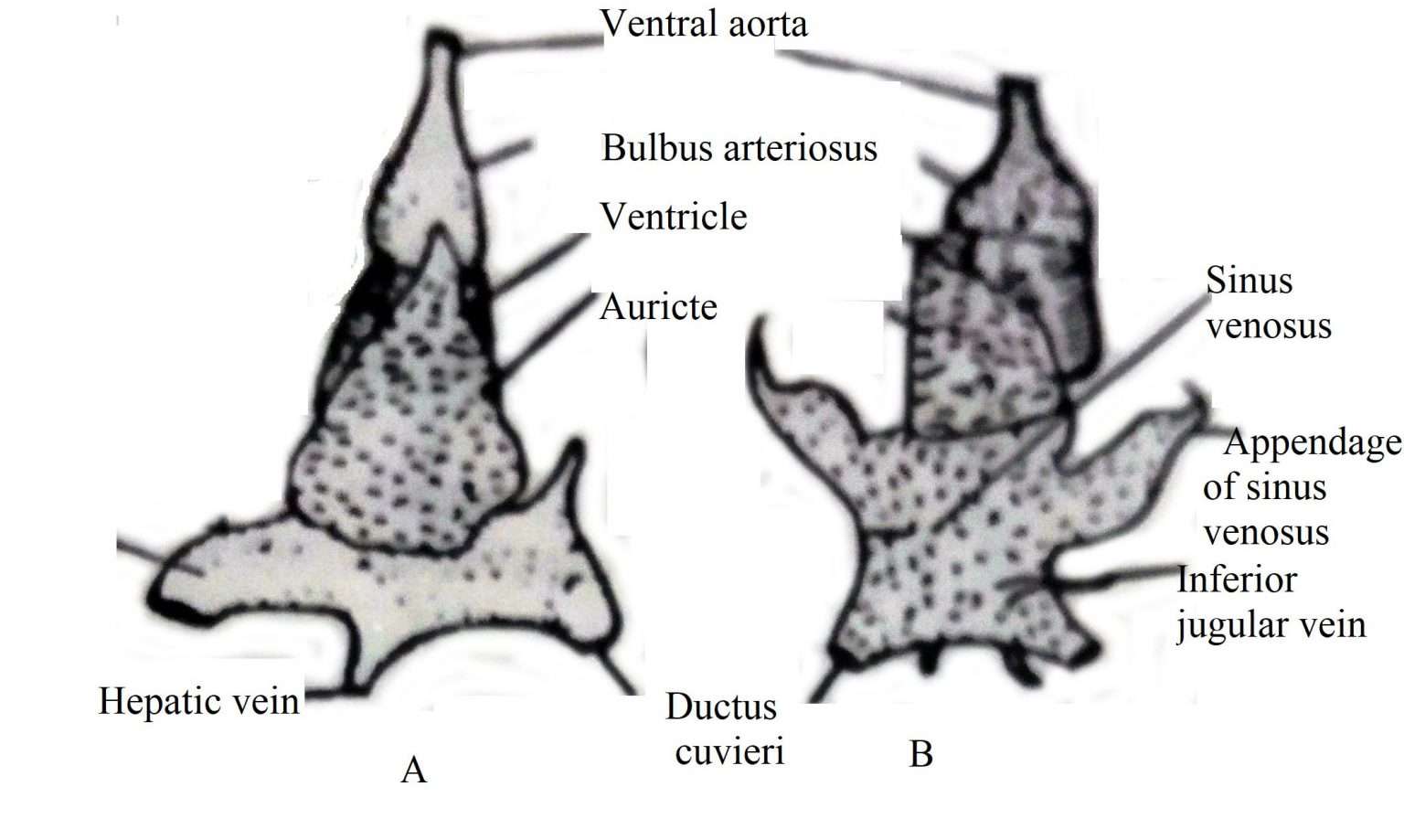 Heart of Fish: Structure and Functions | Biology EduCare