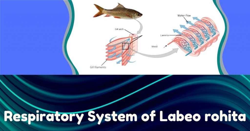 Respiratory System of Labeo rohita - Biology Educare