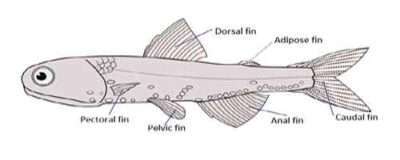 Fish Fins: Types, Modification and Functions - Biology Educare