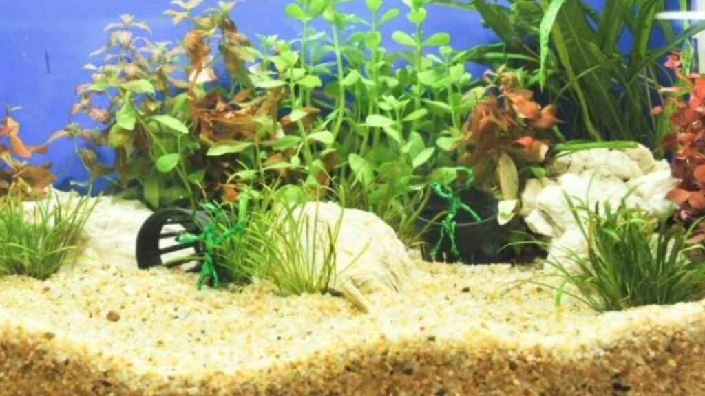 Why Is My Aquarium Sand Floating? - Biology Educare